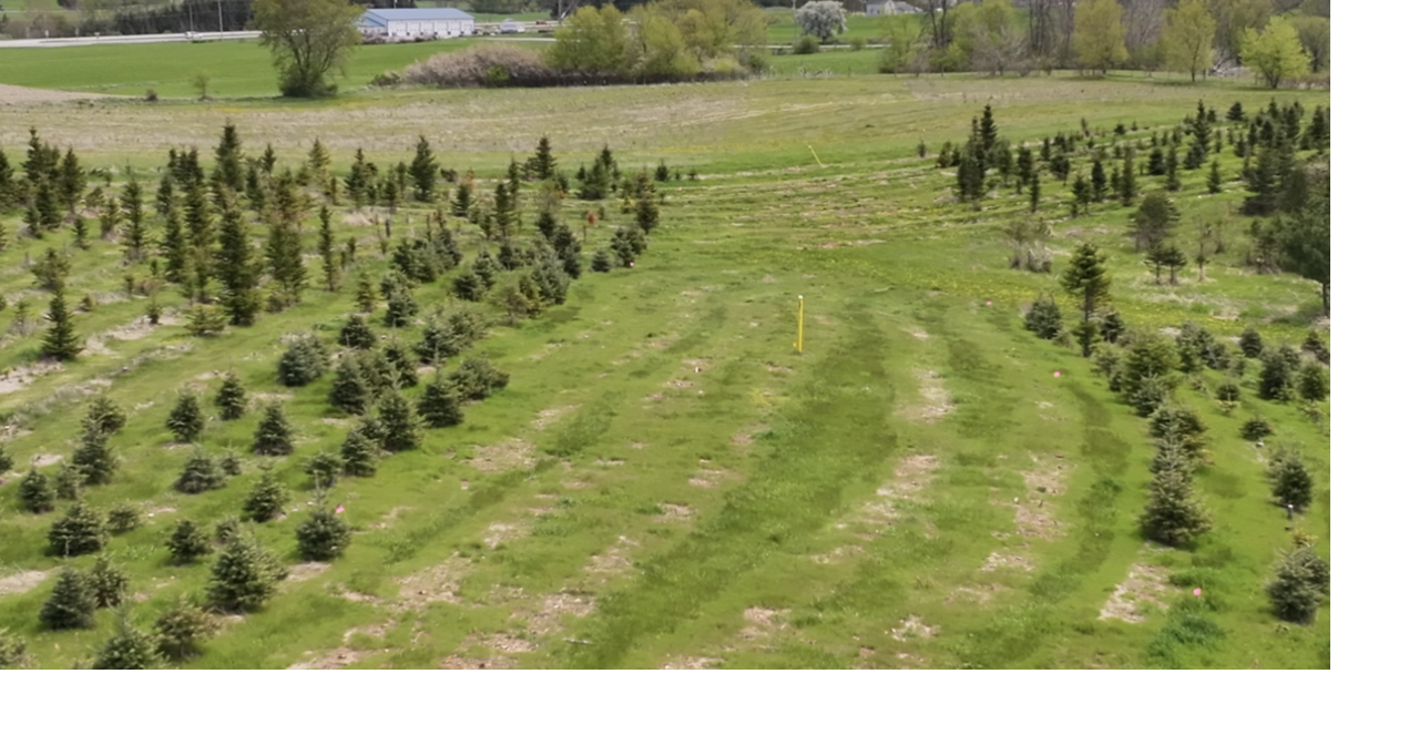 Wisconsin Christmas tree farm fights back after pipeline company cuts ...