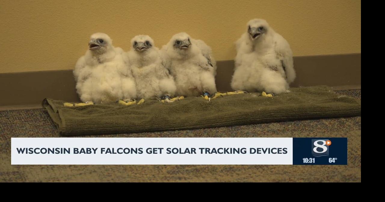 Wisconsin Baby Falcons get solar tracking devices | News | news8000.com