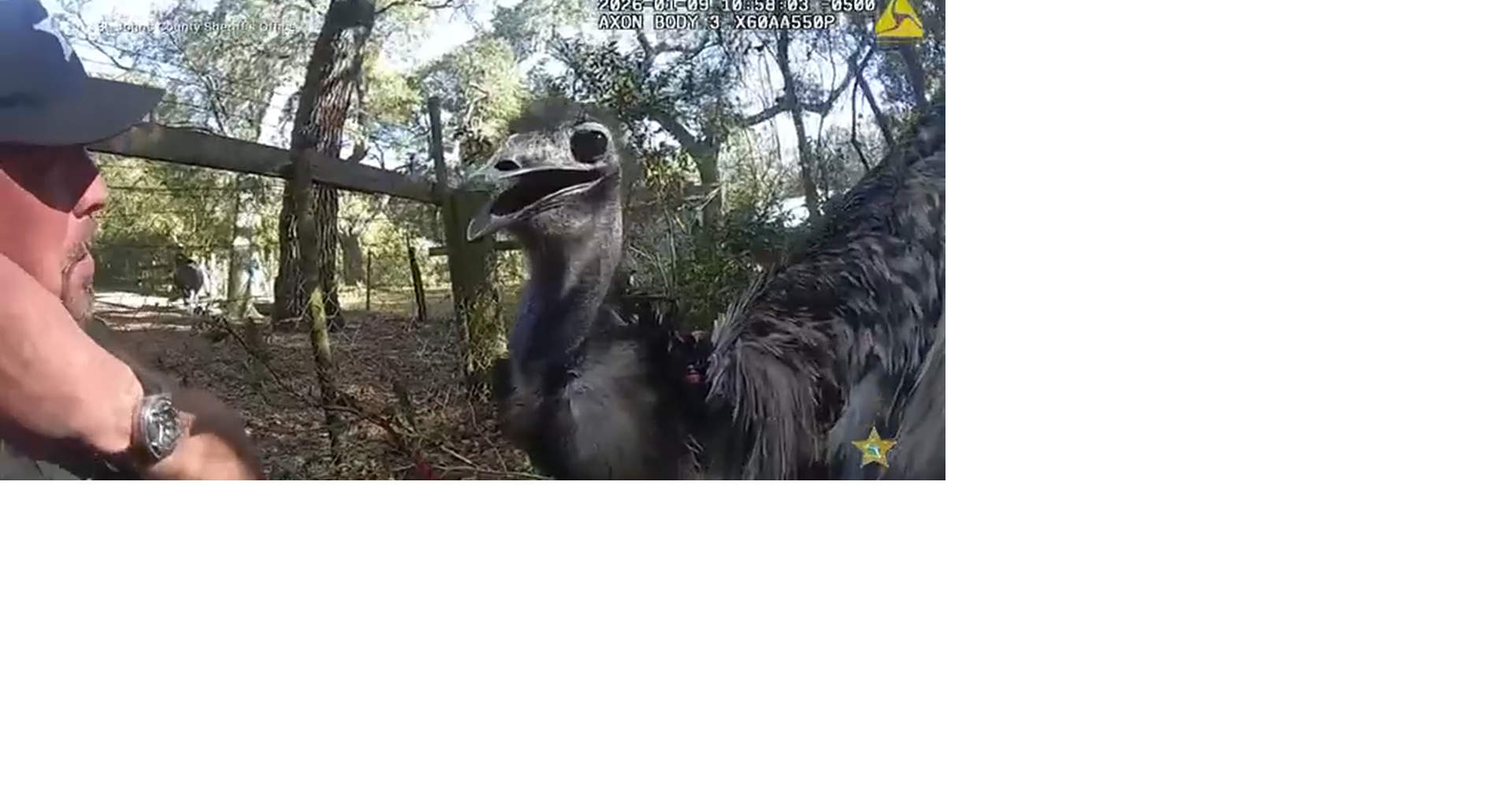 "I've never handcuffed an emu": Viral bodycam video captures deputy ...