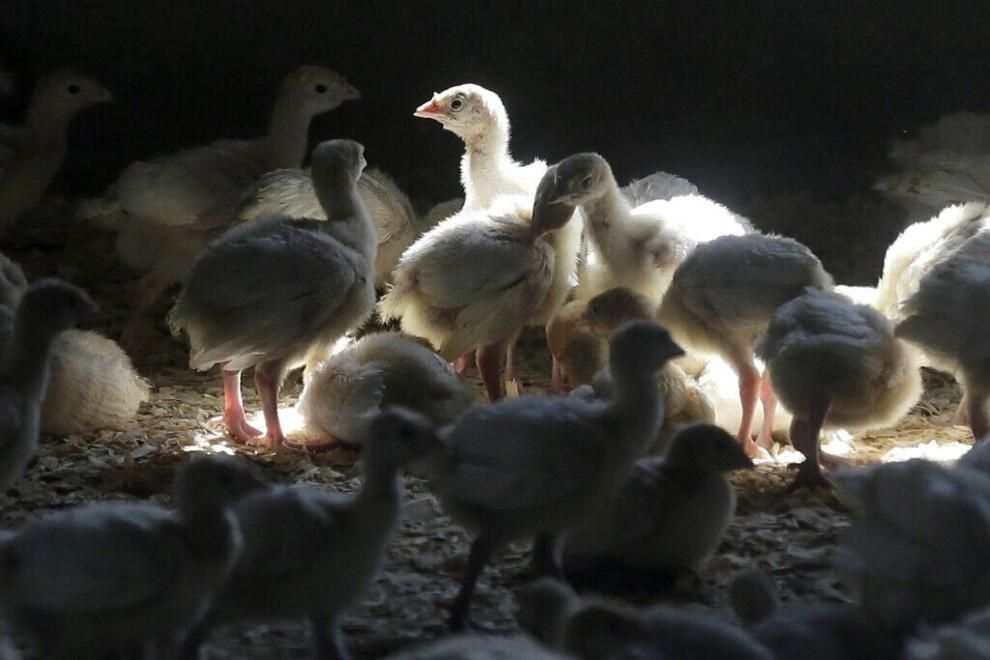 Bird flu found in commercial poultry flocks in Jefferson, Walworth ...