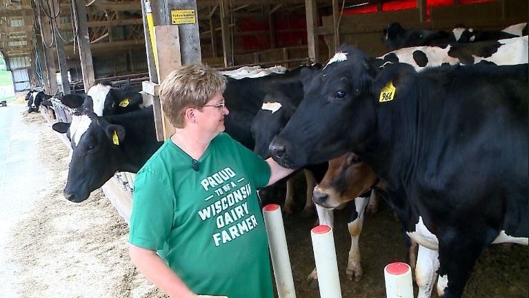 dairy cow | | news8000.com