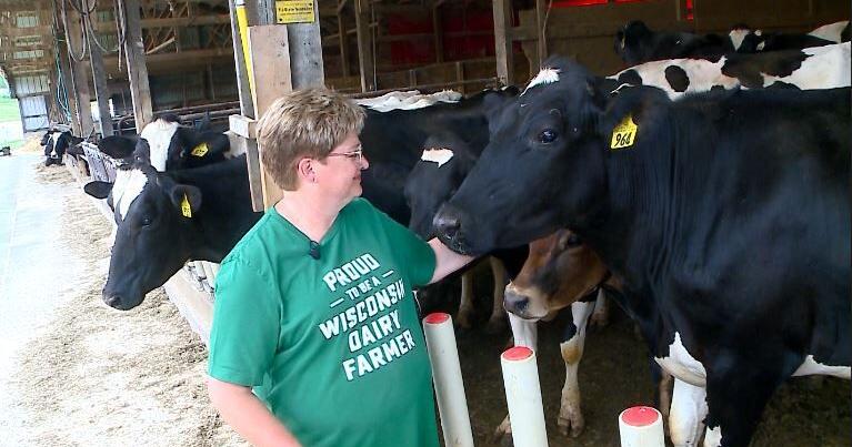 dairy cow | | news8000.com