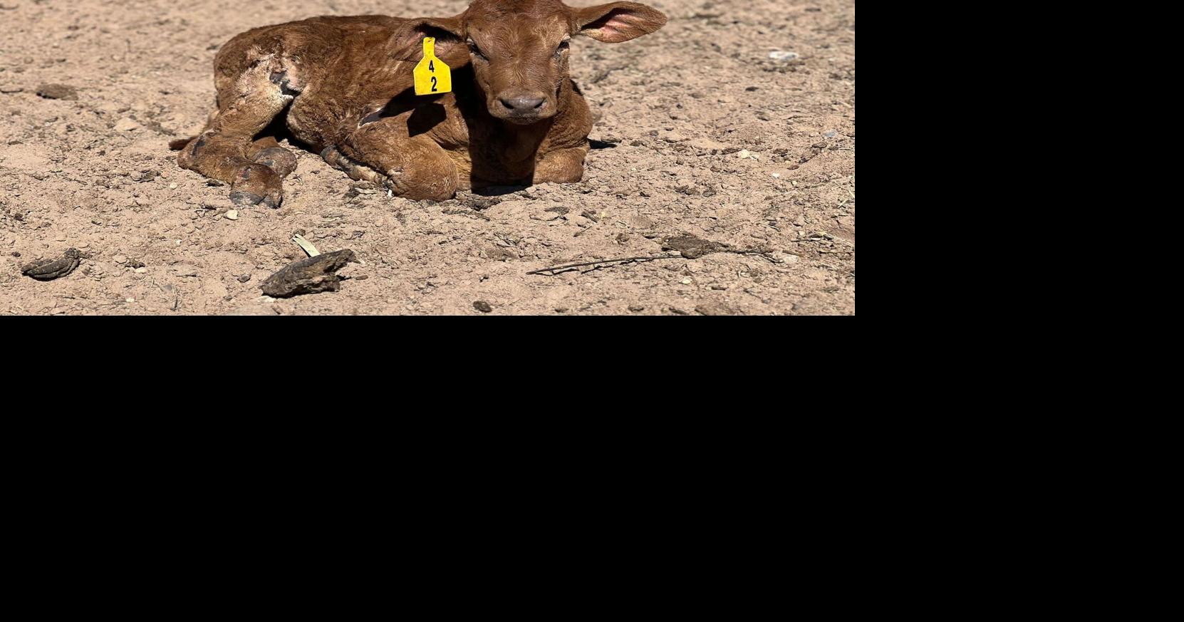 Wildfires have devastated the Texas cattle industry and the effects may ...