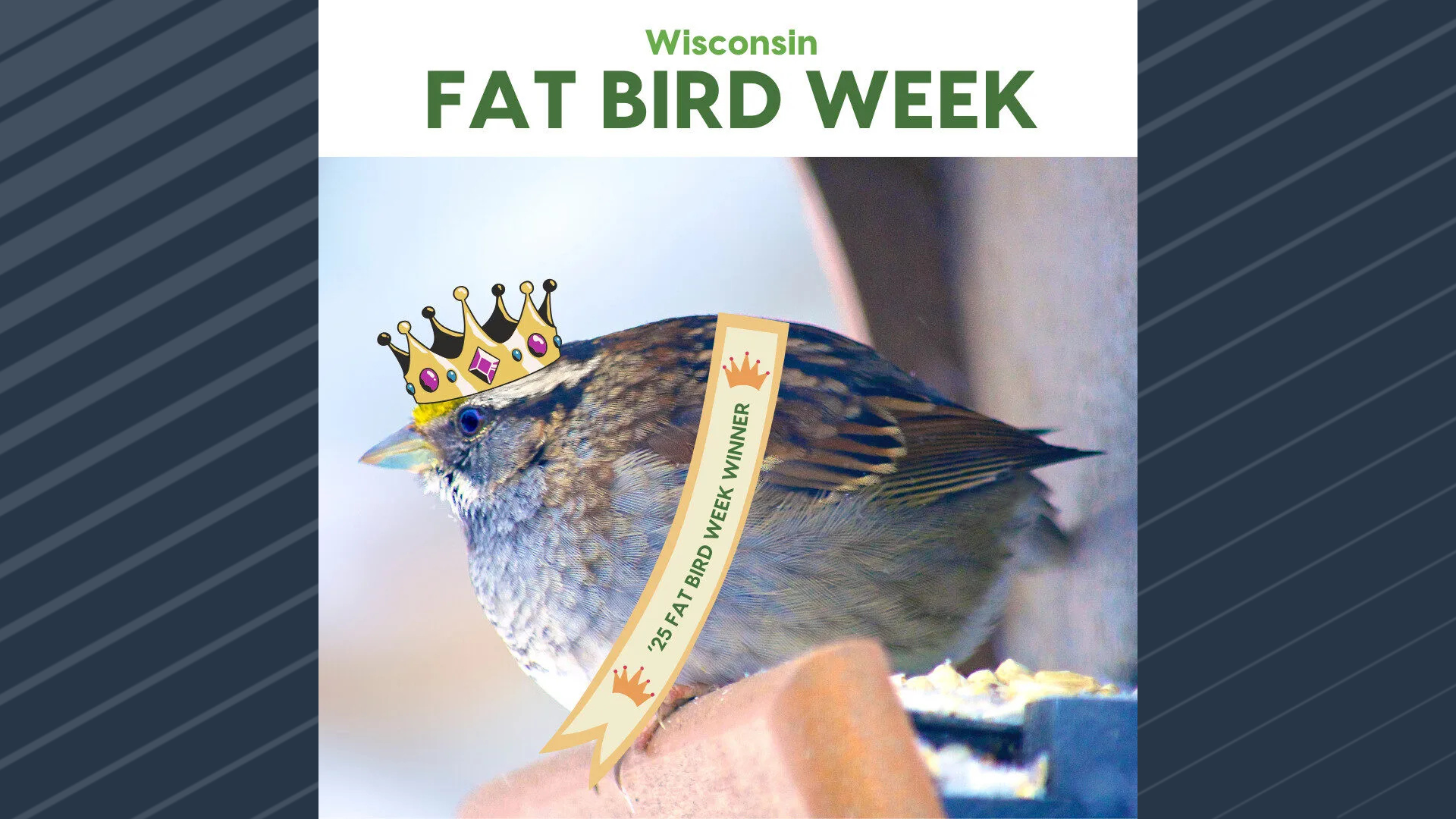 Wisconsin Fat Bird Week crowns spherical white-throated sparrow as 2025 ...