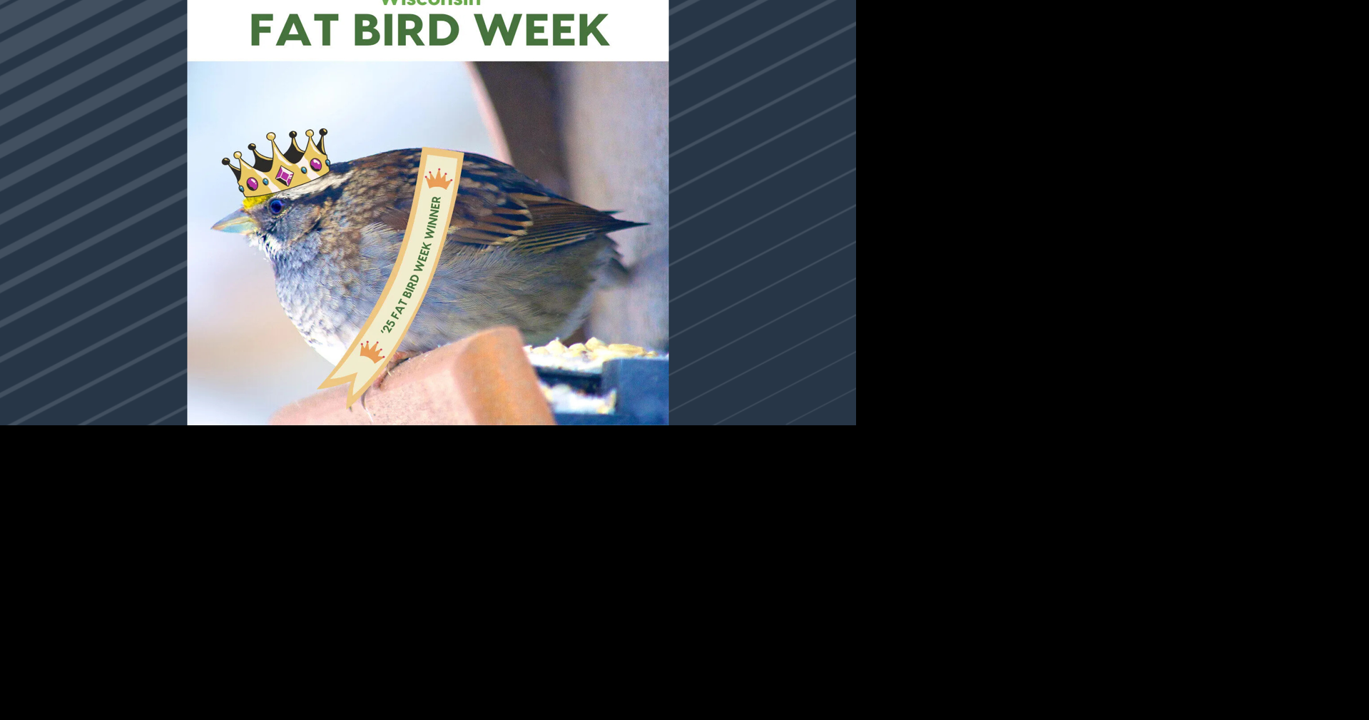Wisconsin Fat Bird Week crowns spherical white-throated sparrow as 2025 ...