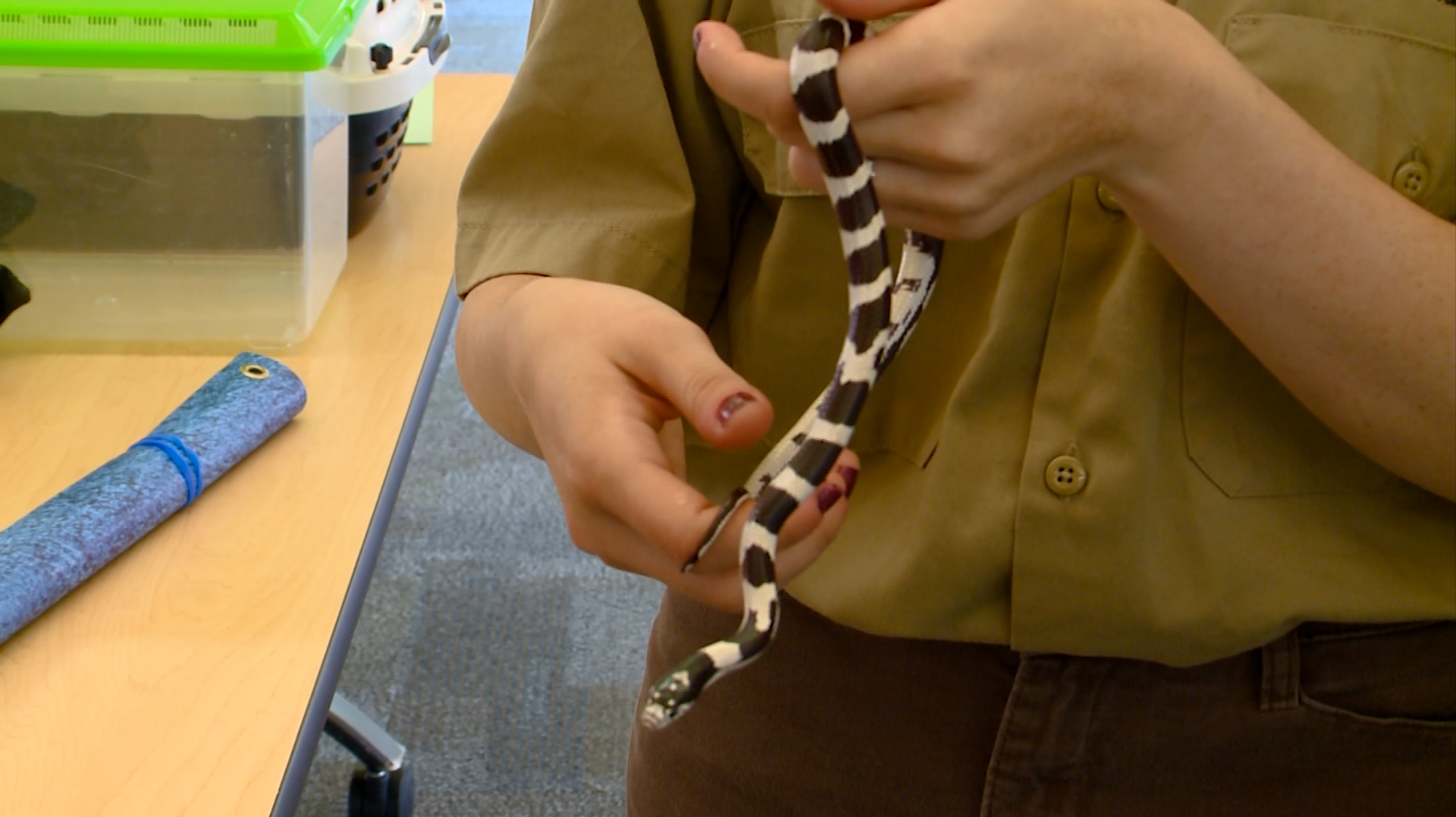 Exotic pet surrender event provides safe alternative for pet owners ...