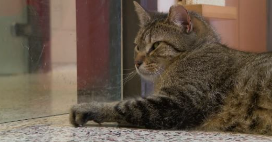 Animal Humane Society rescues 200+ pets from poor living conditions in ...