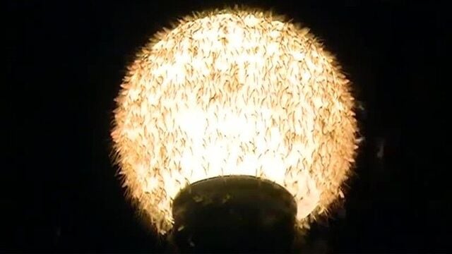 Mayflies hatch in La Crosse | Local News | news8000.com