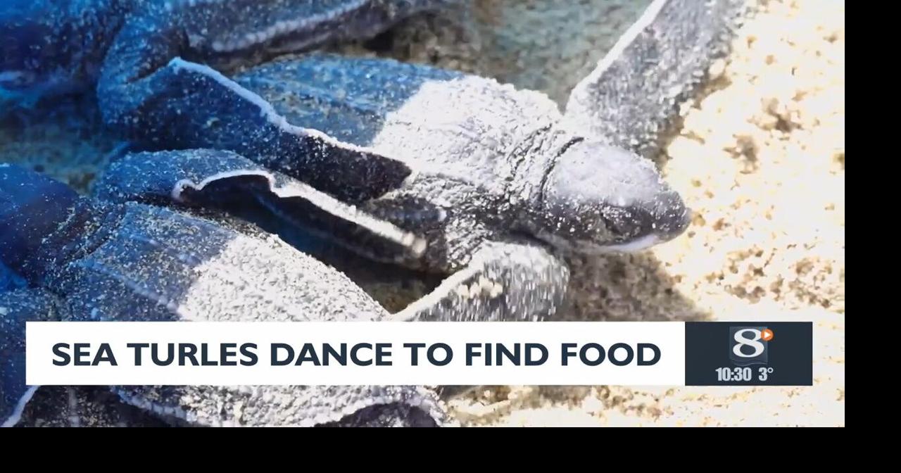 Sea turtles dance to find food | News | news8000.com