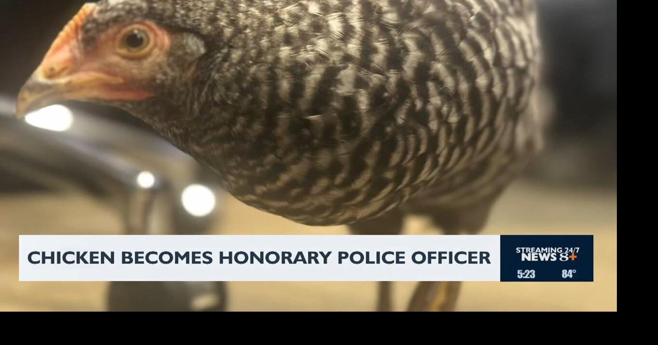 Chicken becomes honorary police officer | News | news8000.com