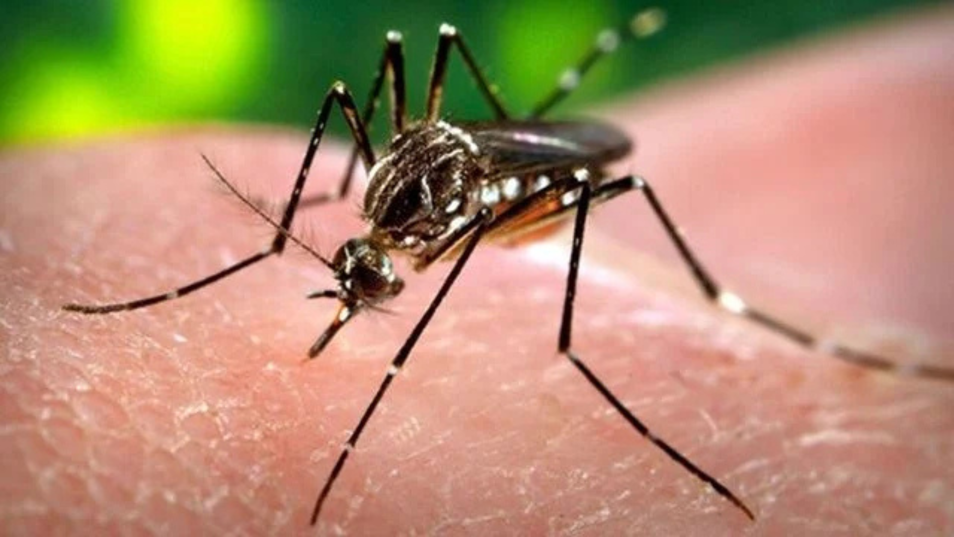 Tiger mosquitoes emerging in Wisconsin | Environment | news8000.com
