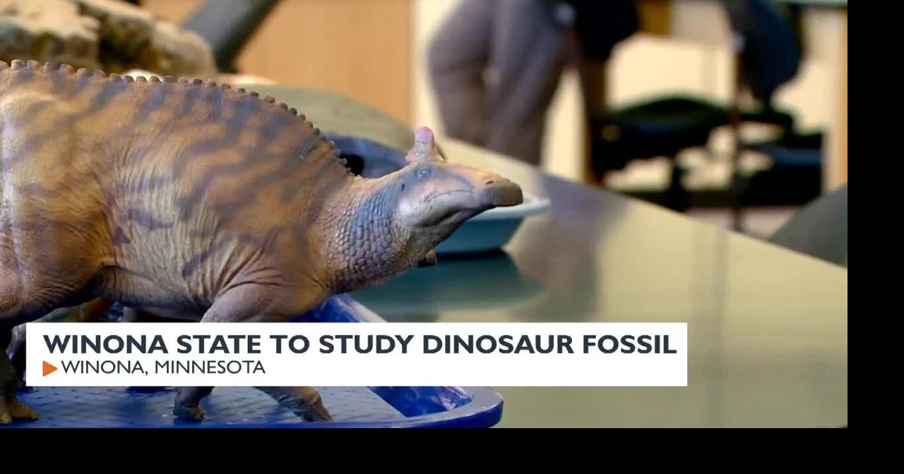 Rare dinosaur mummy fossil 'Medusa' arrives at Winona State University ...