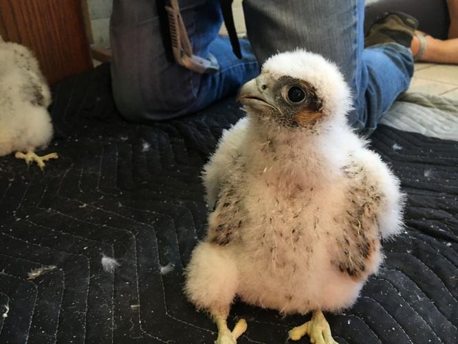 PHOTOS: Baby Peregrine Falcon tagging | Local News | news8000.com