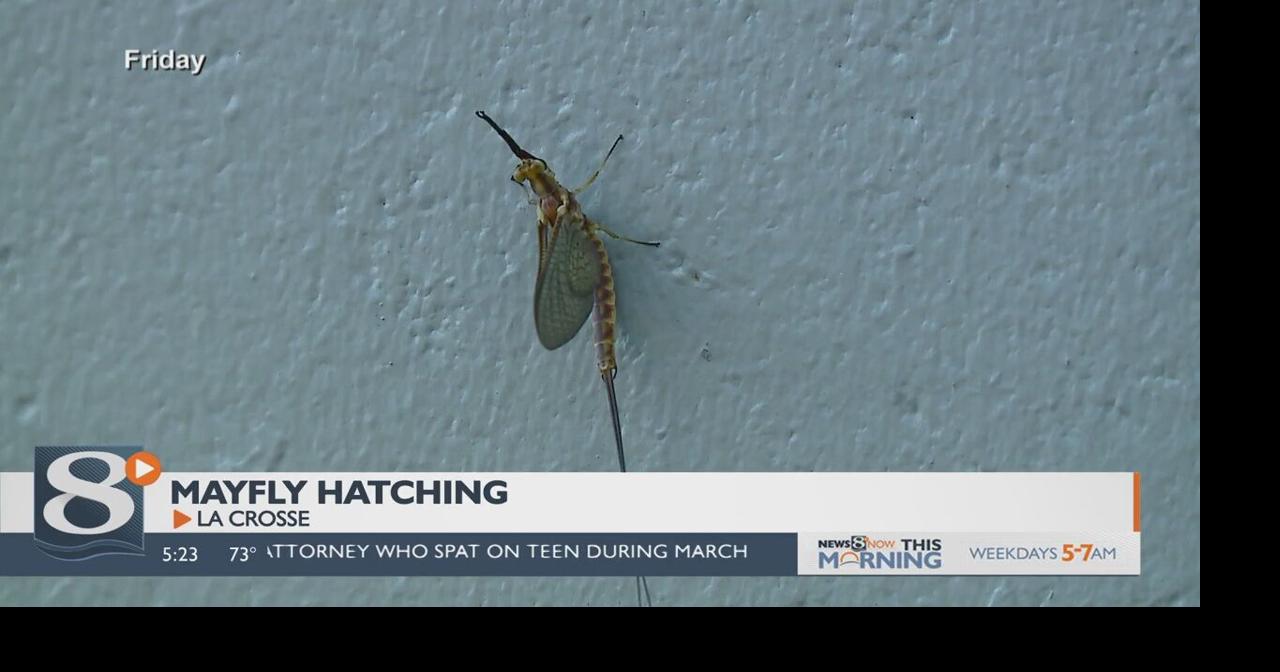 Mayfly hatches could be come more common in coming weeks | La Crosse ...