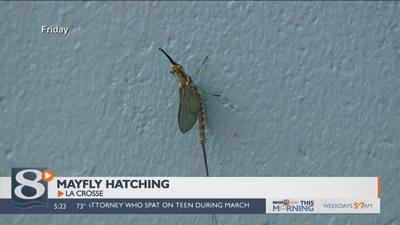 Mayfly hatches could be come more common in coming weeks | La Crosse ...