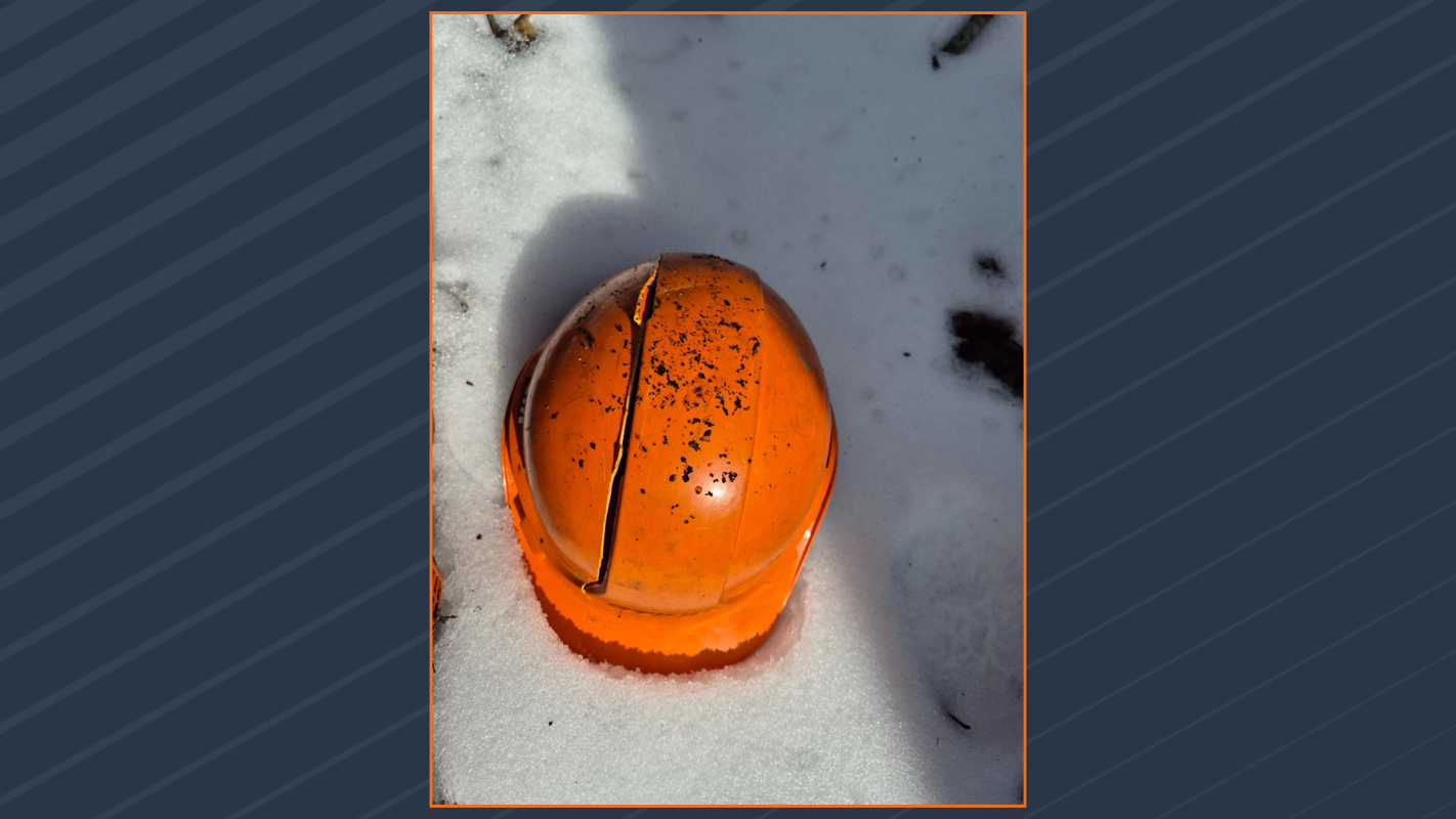 Logger injured after tree hits him in the head | Viroqua | news8000.com