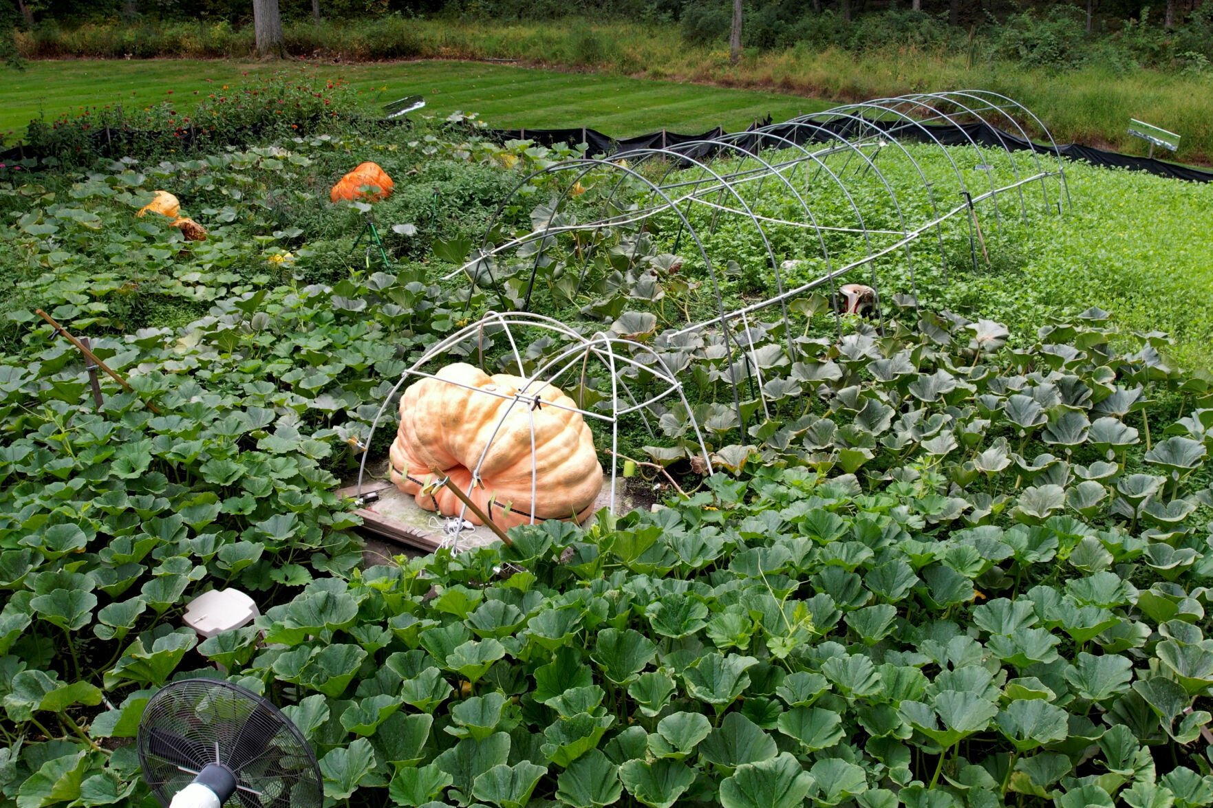How to grow a giant pumpkin, with help from science | National & World ...