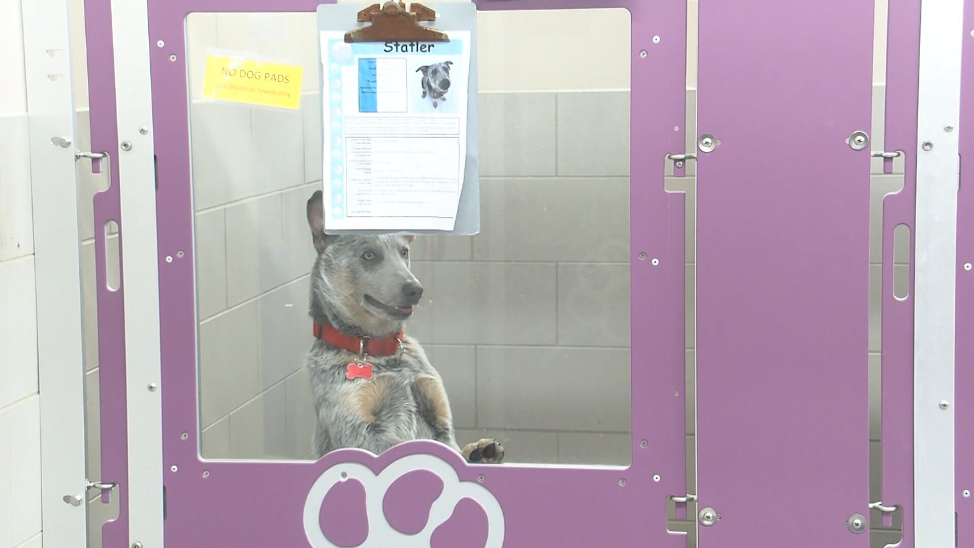 Dangerous cold poses risks for pets, prompts animal surrender surge ...