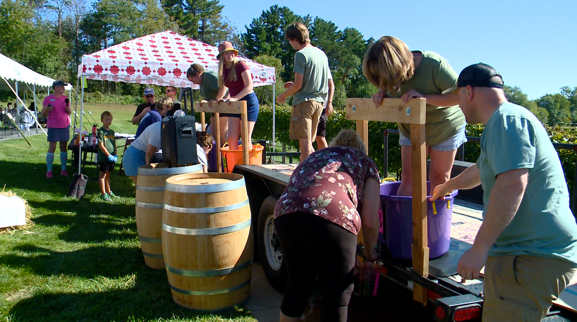 Teams compete in annual grape stomp tradition at Elmaro Vineyard ...