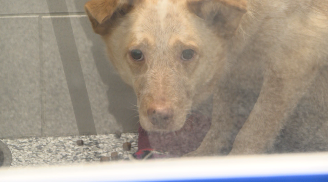 Hundreds of animals rescued from neglect in Juneau County home | Crime ...