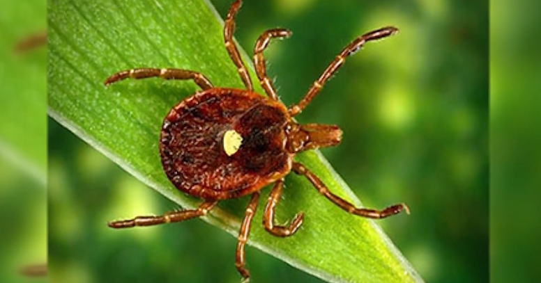 Tick season starts early with highest ER visit rates since 2017 | Local ...
