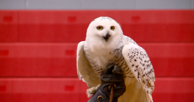 Owl lovers gather in Houston, MN for last day of the International ...