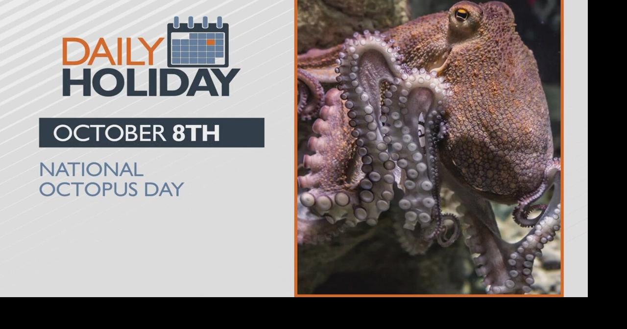 Daily Holiday – National octopus day | Features | news8000.com