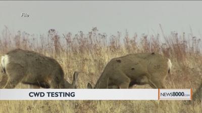 CWD testing can help hunters, Wisconsin DNR track disease | La Crosse ...