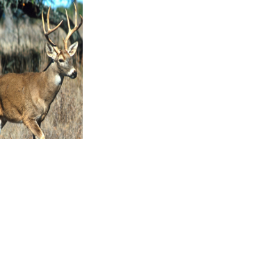 First Wild CWD Case Detected in Jackson County, Wisconsin | Environment ...