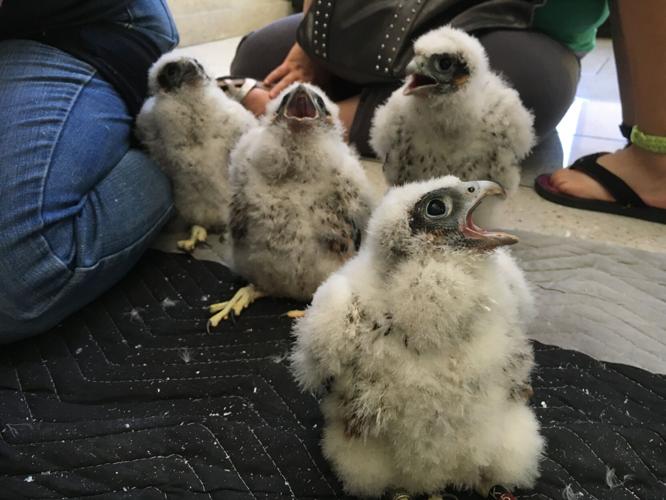 PHOTOS: Baby Peregrine Falcon tagging | Local News | news8000.com