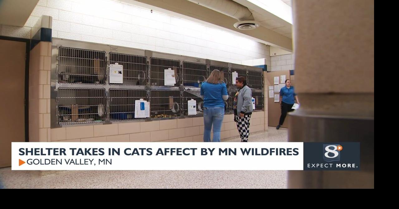 Shelter takes in cats during MN wildfires | News | news8000.com