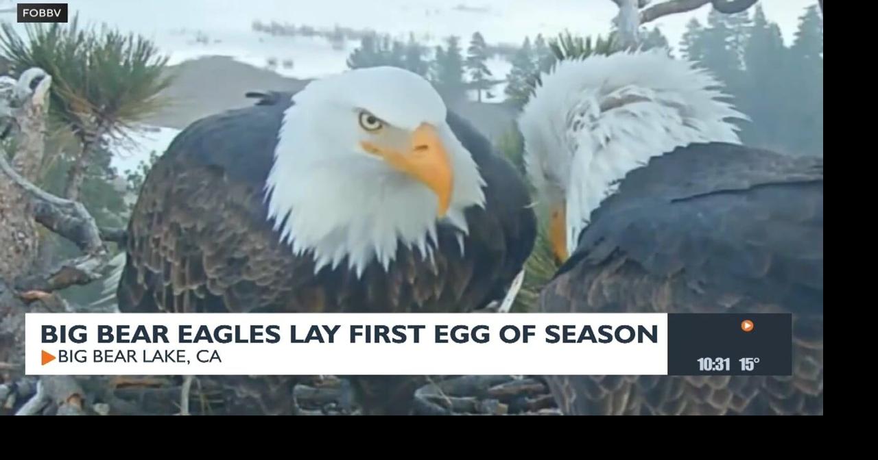 Big Bear eagles lay first egg of season | News | news8000.com