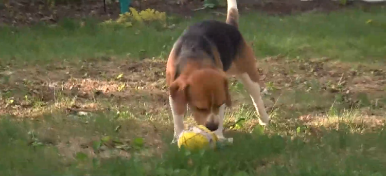 Wisconsin beagle farm closing and hundreds of its dogs will be sent to ...