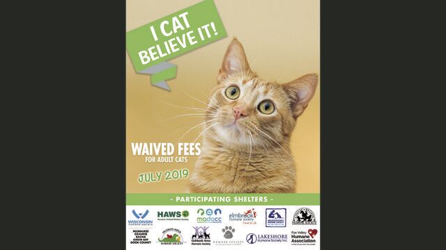 Coulee Region Humane Society waives adult cat adoption fees in July ...