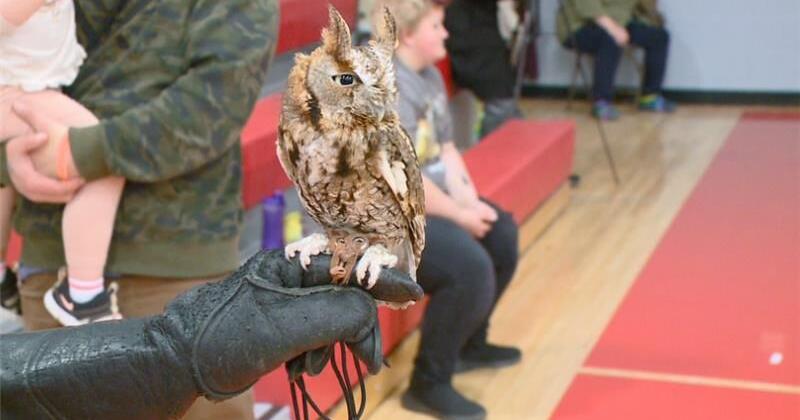 International Owl Festival wraps up with live owl programs | Local News ...