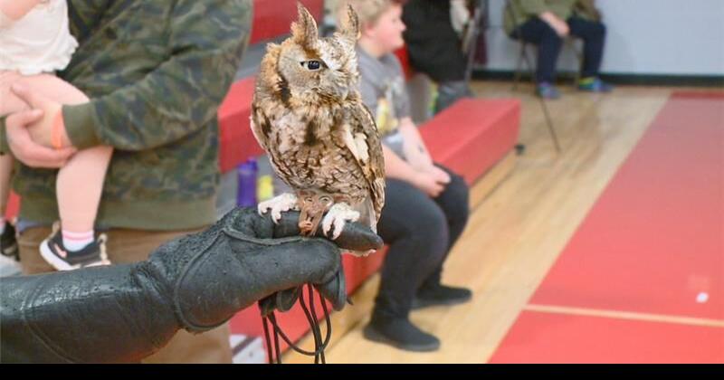 International Owl Festival wraps up with live owl programs | Local News ...