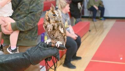 International Owl Festival wraps up with live owl programs | Local News ...