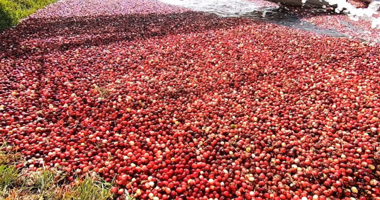 Warrens Cranberry Festival celebrating 50 years of tradition | Events ...