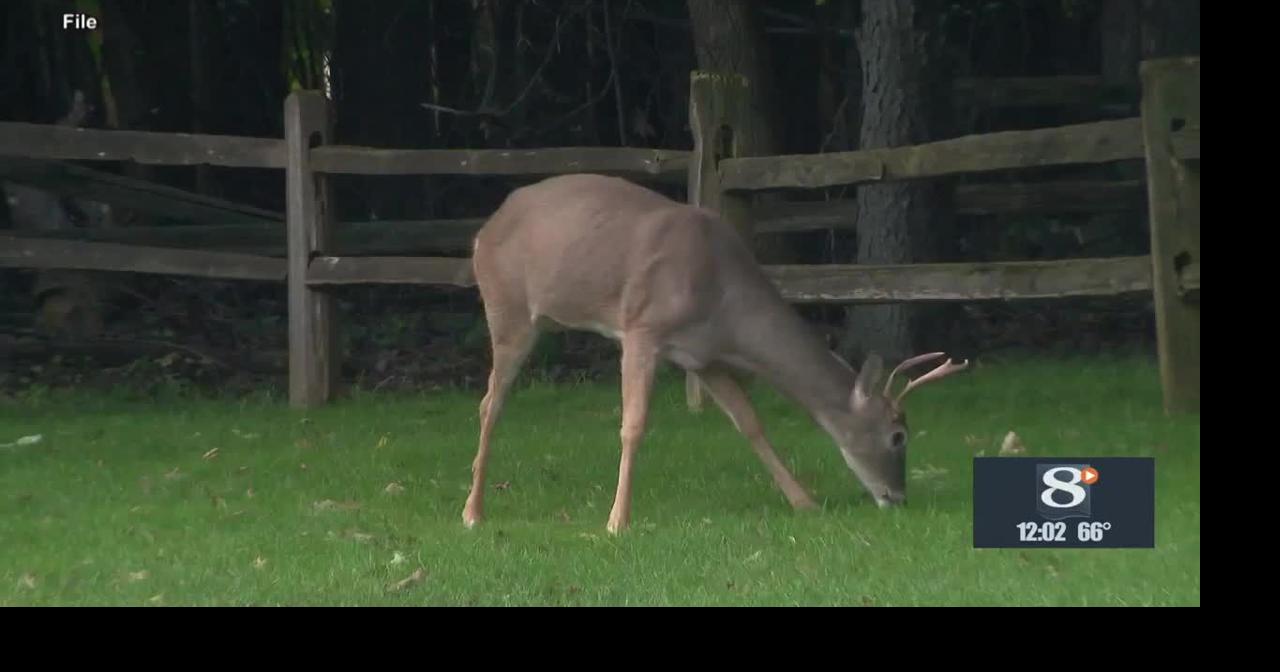 Reminder to test deer for CWD this hunting season | News | news8000.com