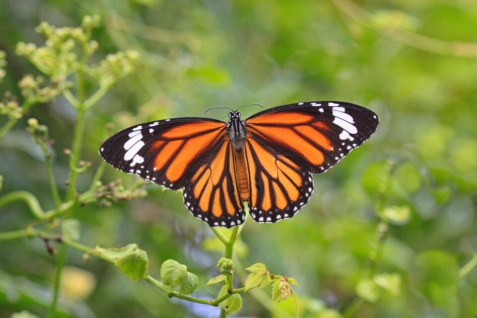 Wisconsin lawmakers push to make Monarch Butterfly official state ...