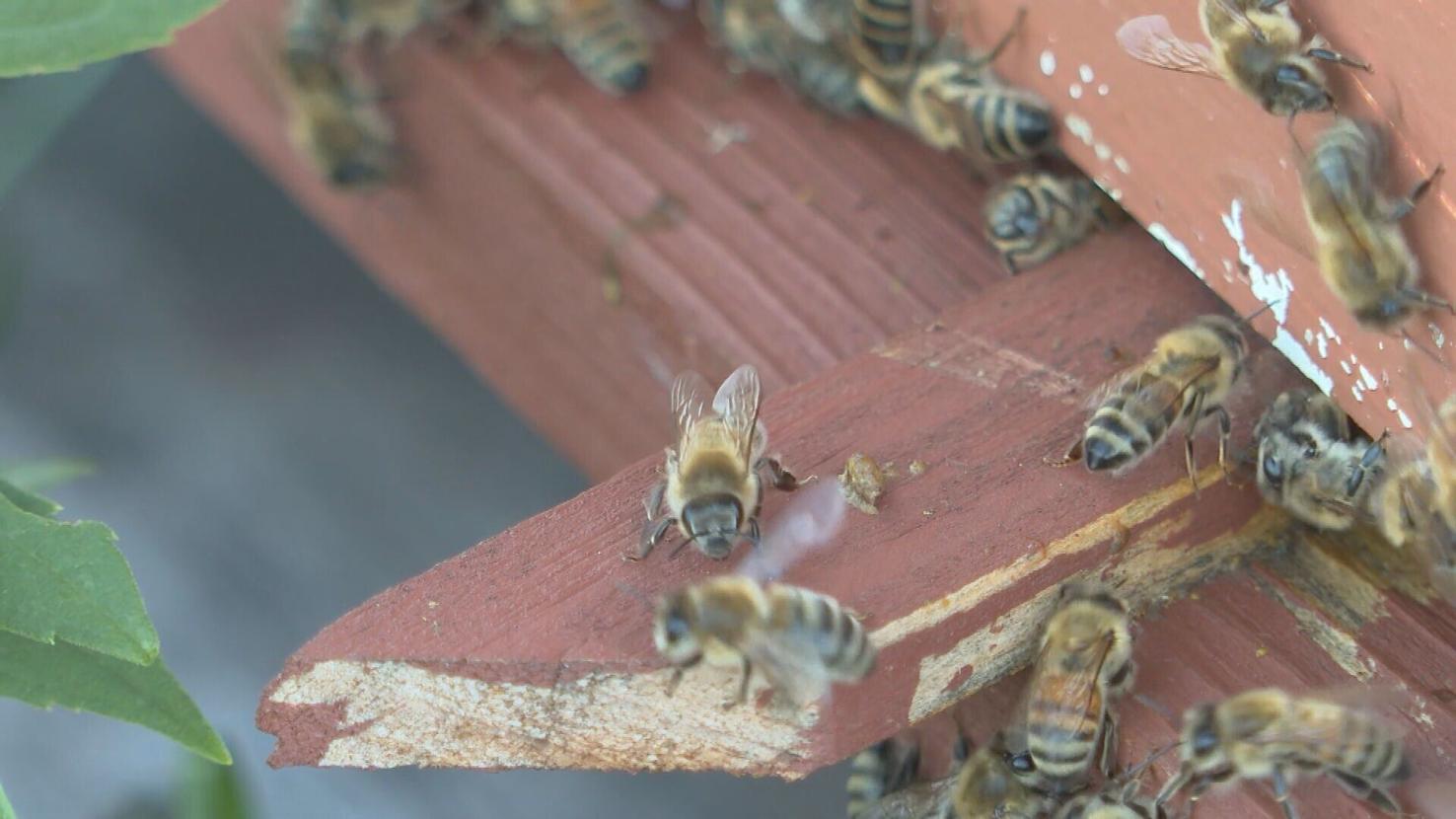 Wisconsin DNR urges residents to help native pollinators | Environment ...