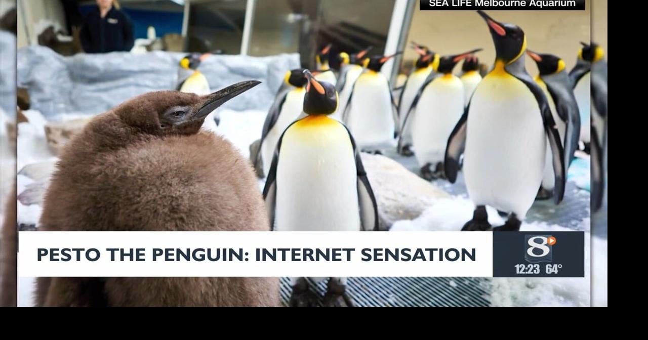 Pesto the Penguin becomes internet sensation | News | news8000.com