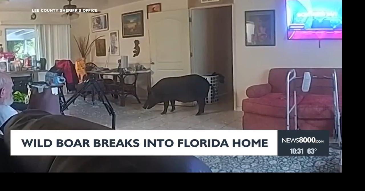 Wild boar breaks into Florida home | News | news8000.com