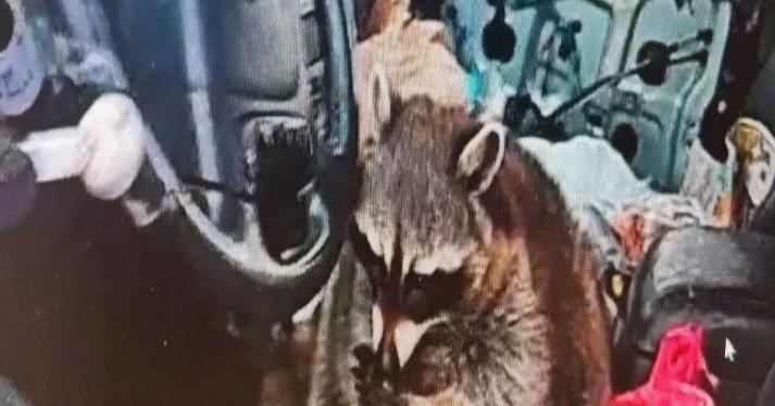 Police bodycam shows raccoon holding meth pipe during Ohio traffic stop ...