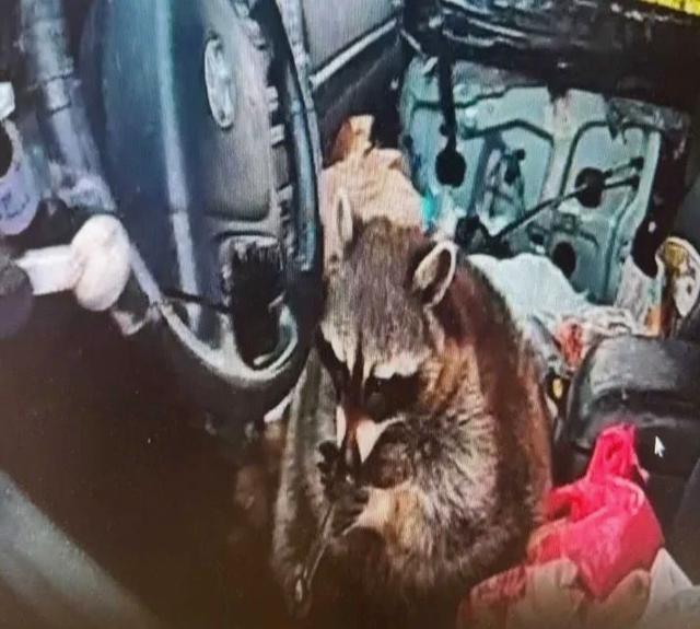Police bodycam shows raccoon holding meth pipe during Ohio traffic stop ...