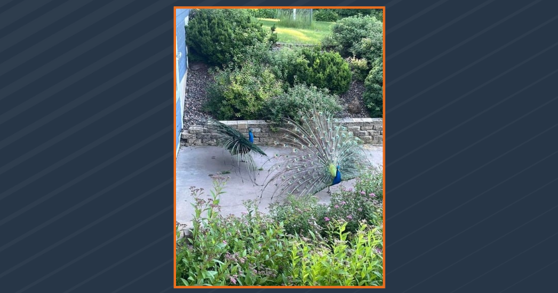 Owners of two wandering peacocks sought in Dunn County | Local News ...