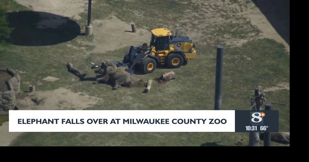 Elephant falls over at Milwaukee County Zoo | News | news8000.com