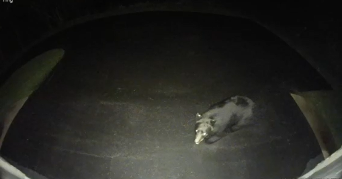 Ring camera captures black bear headed through Stoddard area | Local ...