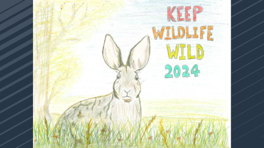 DNR announces winners of 2024 Keep Wildlife Wild poster contest ...