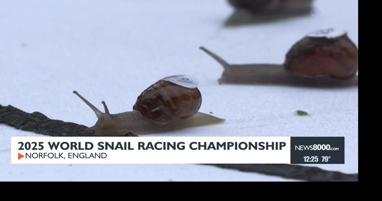 2025 World Snail Racing Championships | News | news8000.com